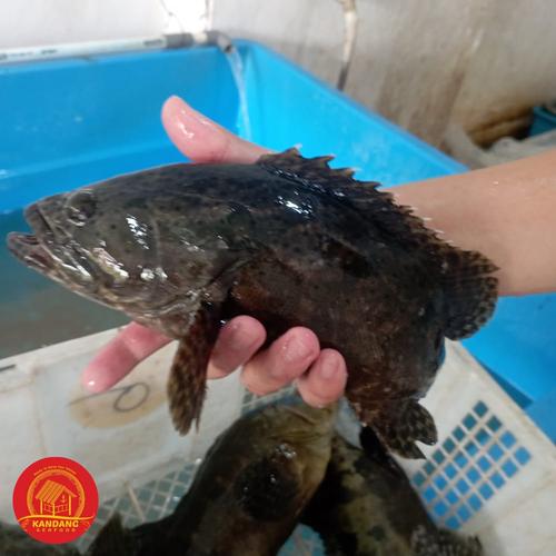 Jual IKAN KERAPU BUNGA MACAN HIDUP LIVE SEAFOOD uk 1Kg Per ekor. - 9ons ...