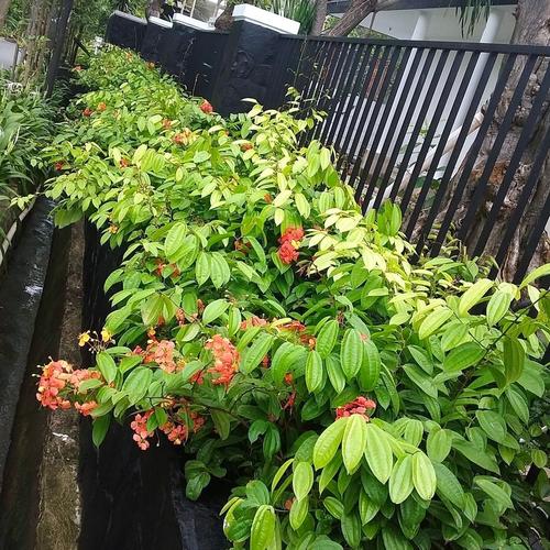 Jual tanaman rambat bahunia - pohon bahunia merah - bunga bahunia merah ...