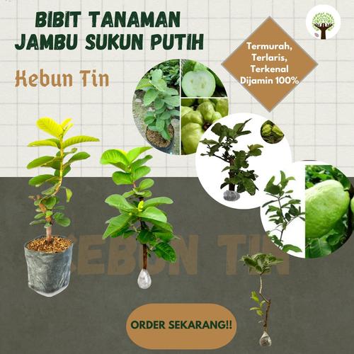 Jual Bibit Tanaman Pohon Jambu Sukun Putih Hasil Okulasi/Cangkok ...