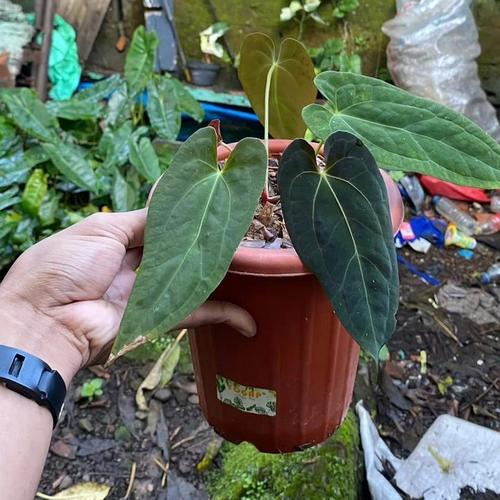 Jual anthurium papillilaminum fort sherman clone / original - 01 - mp ...