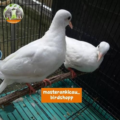 Jual burung tekukur putih sepasang langka mewah mempesona - Jakarta ...