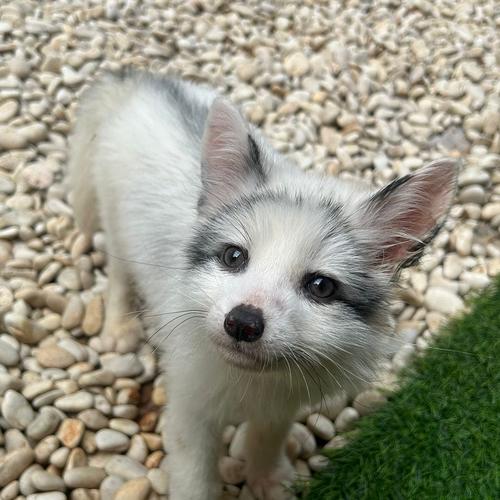 Jual Ready Baby Marble Fox Jantan - Kota Depok - A2Parrot | Tokopedia