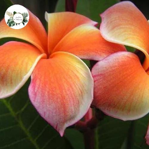 Jual Tanaman Kamboja Bali Bunga Orange Juicy Ukuran 1 Meter/Tanaman ...