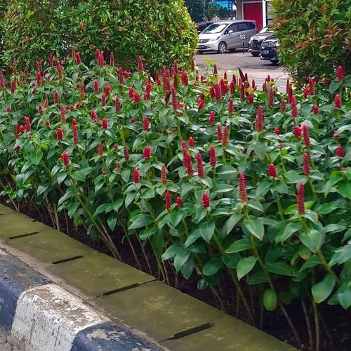 Jual tanaman pacing pentul - pohon pacing pentul - bunga pacing pentul ...