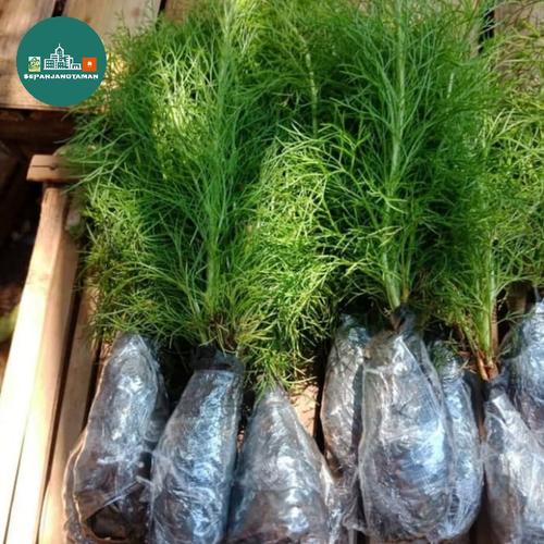 Promo Tanaman Hias Elghant Feather - Adas Hutan - Tanaman Pagar Cemara ...