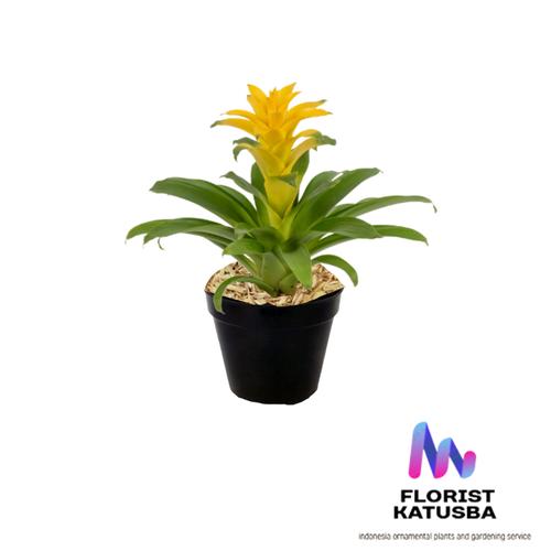 Jual tanaman daun berbunga bromelia guzmania kuning yellow - Kab ...