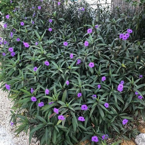 Jual tanaman bunga ruelia tegak - tanaman pagar rolia tegak - pohon ...