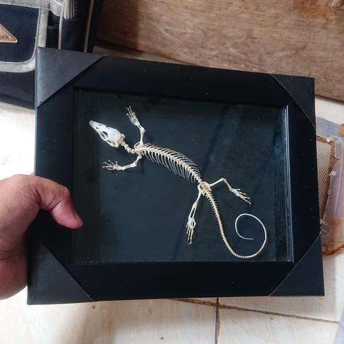 Jual Hiasan dinding taxidermy skeleton tulang tengkorak asli Tulang ...