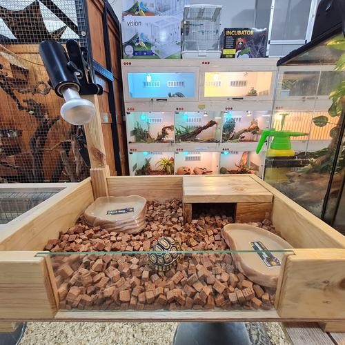 Jual Torto Table Kandang Reptil Kura Darat Sulcata Pardalis Istar ...