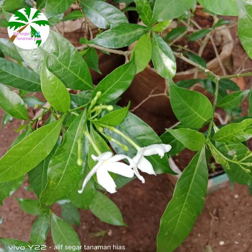 Jual tanaman hias melati cina Rombusa. berbunga sepanjang masa tiada ...