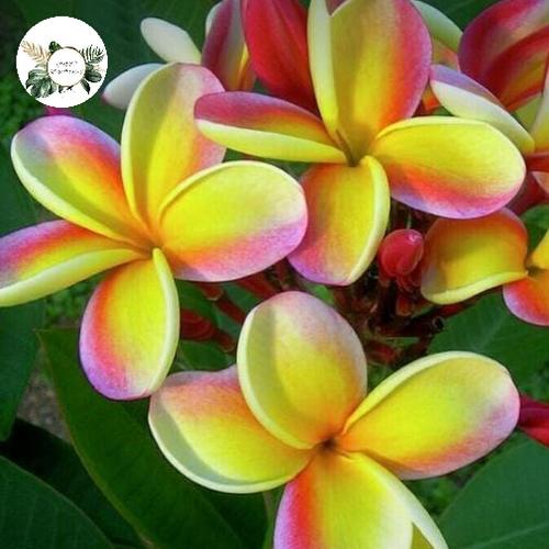 Jual Tanaman Kamboja Bali Bunga Yellow Ice Ukuran 1 Meter/Tanaman Hias ...