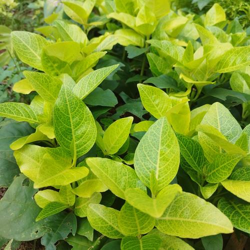Jual pohon melati jepang - tanaman melati jepang - Kab. Bogor - Green ...