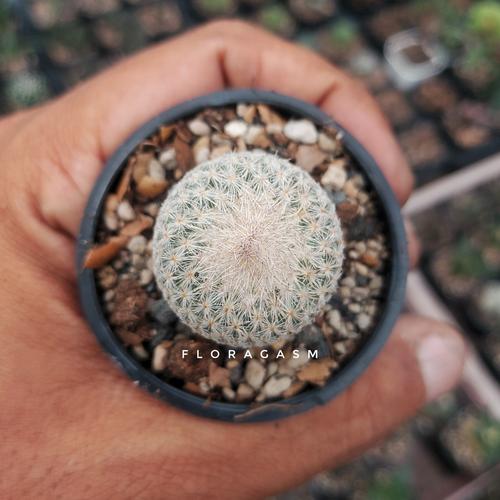 Jual Epithelantha micromeris seedling - Kota Bandung - floragasm | Tokopedia