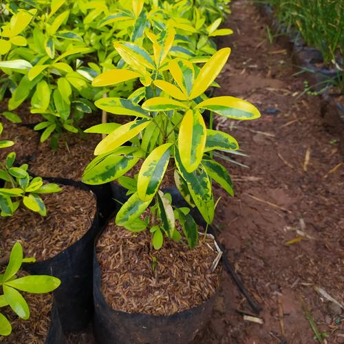 Jual tanaman ravenia - pohon lavenia bunga pink - tanaman batavia - Kab ...
