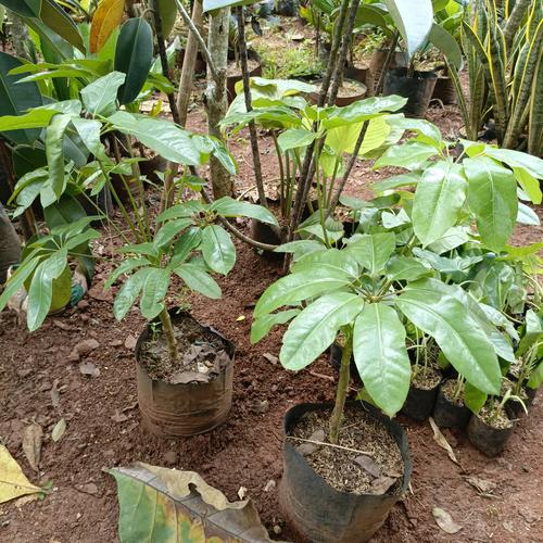 Jual tanaman hias walisongo daun besar pohon walisongo besar - Kab ...