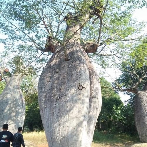 Jual Pohon botle tree/Chorisia speciosa/randu bunga pink - Kota Depok ...