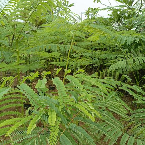 Jual tanaman hias solobium pakis brazil tinggi 1,5 meter solobium ...