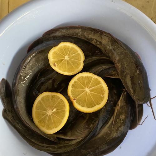 Jual ikan lele segar 1KG - Kab. Bogor - LeleMerdeka | Tokopedia