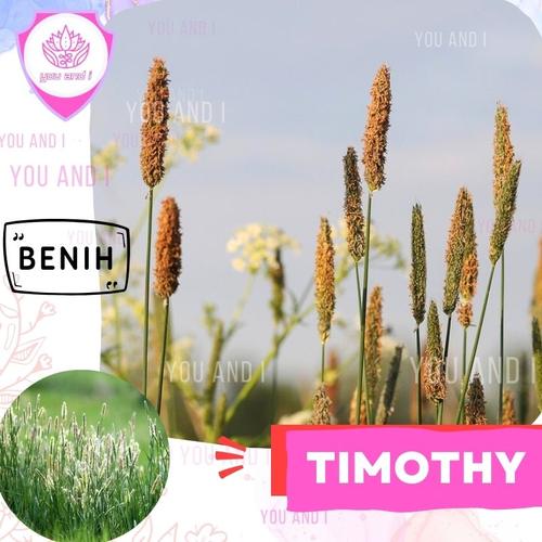 Jual Benih Rumput TIMOTHY [isi-12] - Biji Tanaman Timoti - Kota Bandung ...
