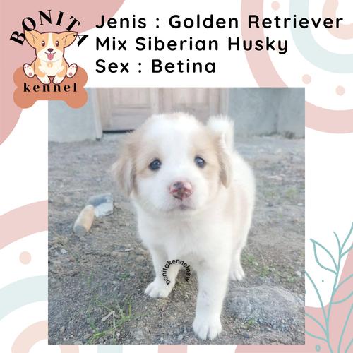 Jual Golden Retriever Mix Samoyed Anak Anjing Golden Samoyed Jantan ...