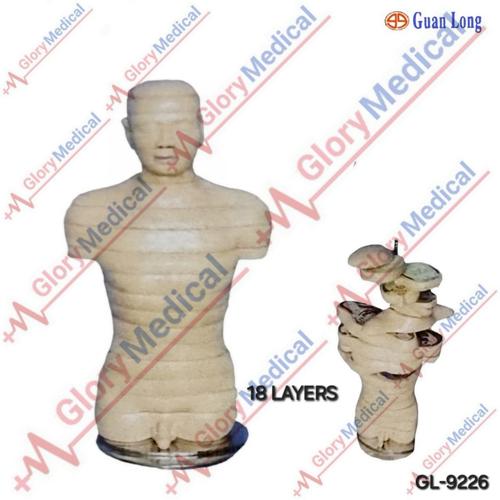 Jual Alat Peraga Disc Torso/Anatomical Disc Model Of Male Human Torso ...