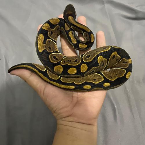 Jual ular ball python female - Kab. Karawang - All Pets Store | Tokopedia
