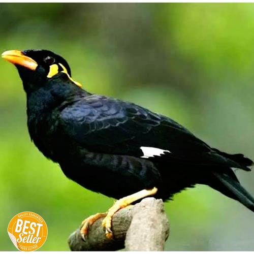Jual burung beo anakan beo muda hutan rawatan - Jakarta Barat - Zaini ...