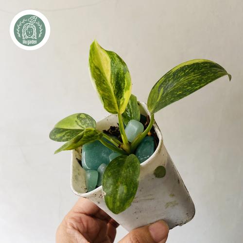 Jual Green congo marble variegata mini - Jakarta Barat - Lilu Garden ...