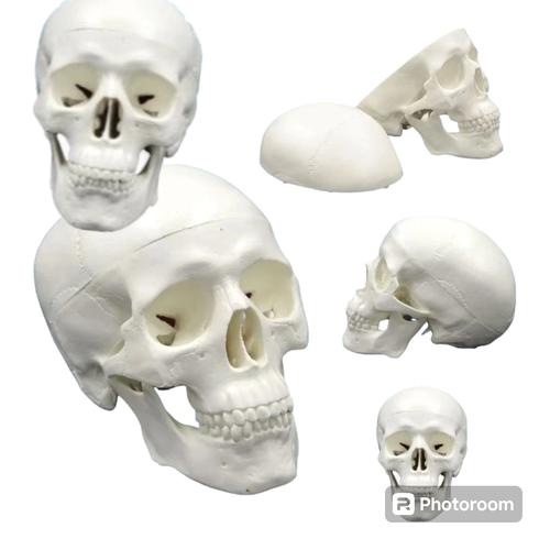 Jual phantom kepala kerangka manusia dewasa/anatomi kepala tengkorak ...