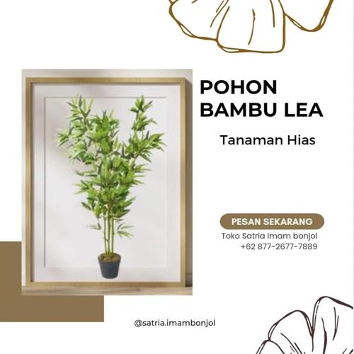 Jual Pohon Bambu Imp 1.6m 005 Coklat Tea / Pohon Bambu Hias / Tanaman ...
