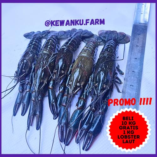Jual Lobster Konsumsi Air Tawar Red Claw Frozen Per Kilogram - 1 KG ...