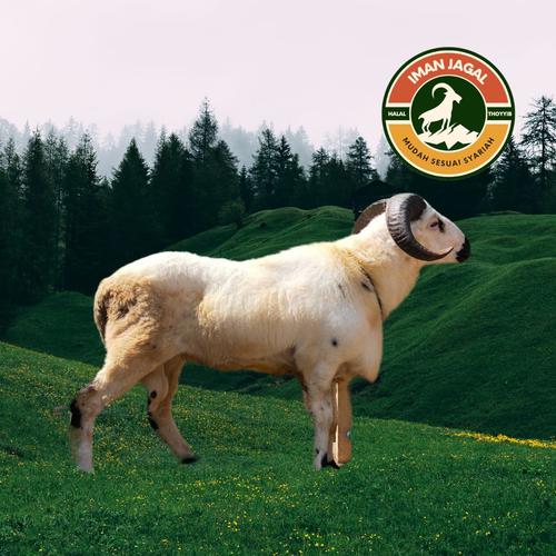 Jual Hewan Qurban Domba/ Kambing Kurban - Tipe B(24-28kg) - Kota ...