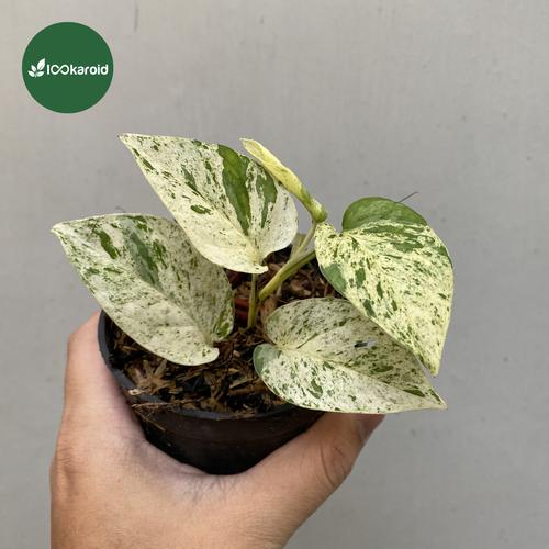 Jual Tanaman Hias Epipremnum Pinnatum Marble Varigata | Epip Marbel ...