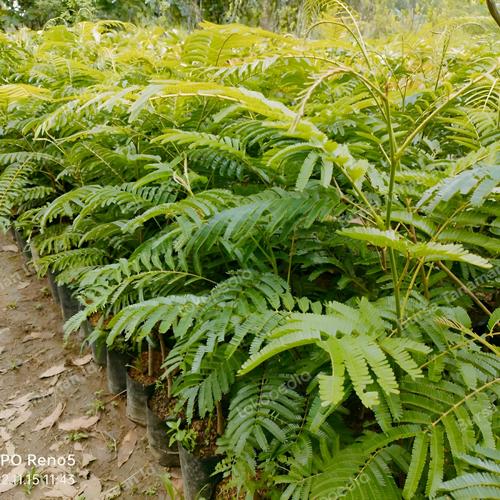 Jual Bibit Tanaman Lamtoro / Petai China - Kab. Kediri - Go Green Idn ...