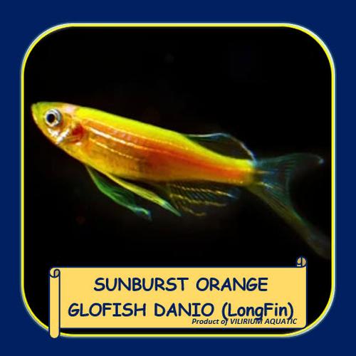 Jual IKAN HIAS AIR TAWAR - SUNBURST ORANGE DANIO LONGFIN / DANIO KUNING ...