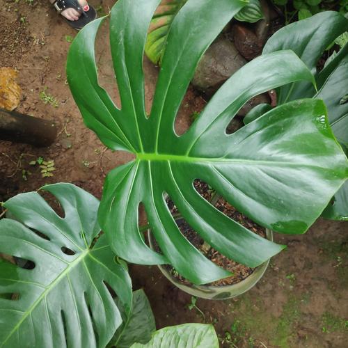 Jual monstera king - Kab. Banjarnegara - Soekron_Art | Tokopedia