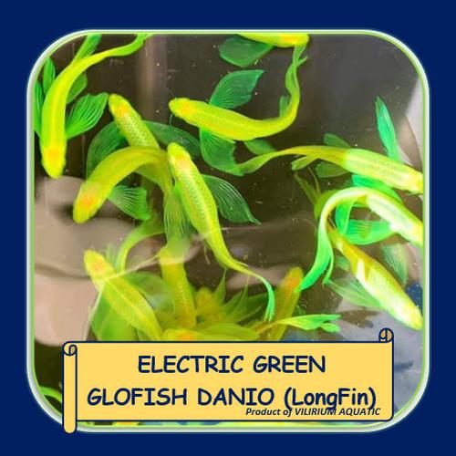 Jual IKAN HIAS AIR TAWAR - ELECTRIC GREEN DANIO LONGFIN / DANIO HIJAU ...