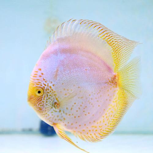 Jual ikan discus all varian best price quality produk - white butterfly ...