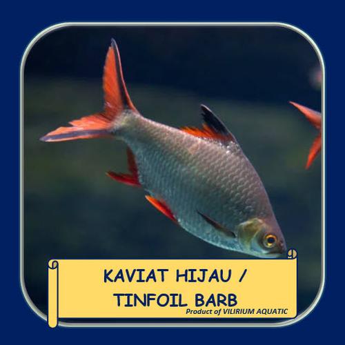 Jual IKAN HIAS AIR TAWAR - KAVIAT / KAPIAT GREEN aka TENGADAK - 2"(±5cm ...