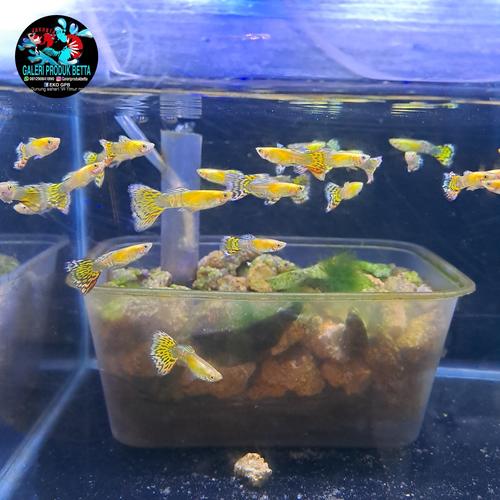 Jual IKAN HIAS AIR TAWAR - GUPPY YELLOW COBRA - Jakarta Pusat - GALERI PRODUK | Tokopedia