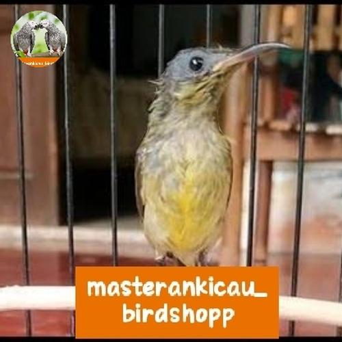 Jual burung Kolibri ninja betina konin gacor siap pancingan jantan ...