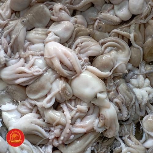 Jual Baby Gurita / Baby Octopus Segar Fresh - Jakarta Utara - Kandang ...