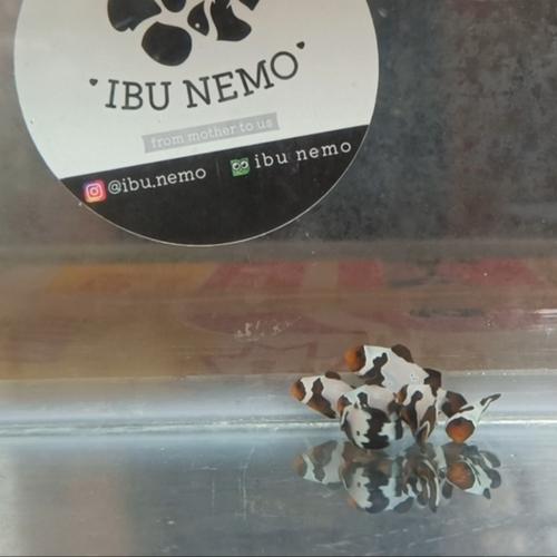 Jual clownfish/nemo black ice - Jakarta Selatan - Ibu nemo | Tokopedia