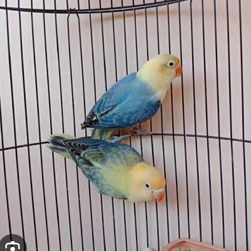 Jual LOVEBIRD BIOLA PB EWING X BIOLA PB ISTMEWAH SEPASANG - Jakarta ...