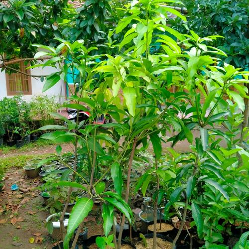 Jual pohon mangga cokanan tinggi 1,5meter - Kab. Bogor - Tanaman ...