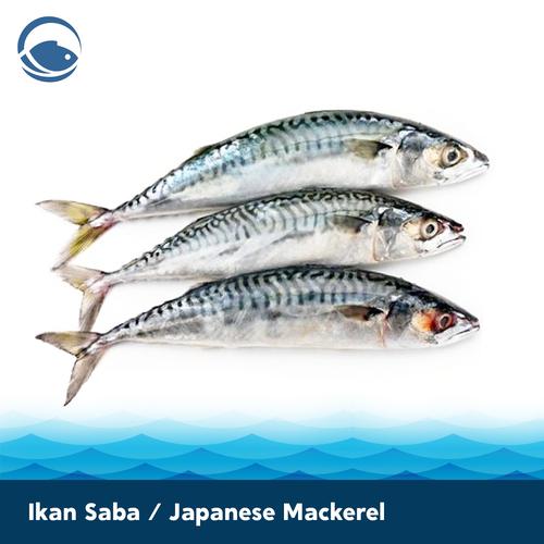 Jual Ikan Saba Japanese Mackerel Impor Wild Caught Fish Omega Premium ...