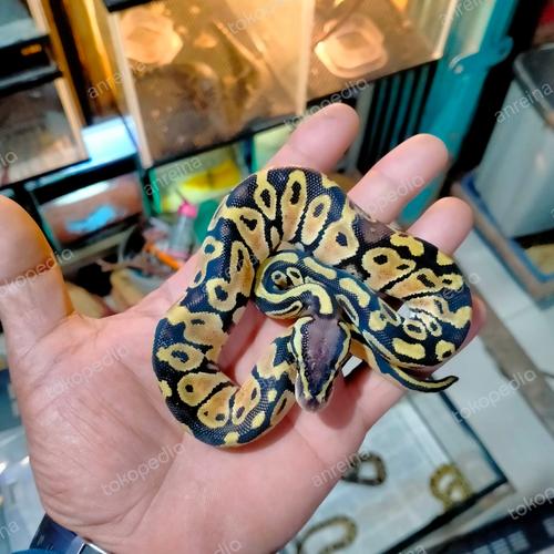 Jual ular ball python pastel - Kota Bandung - anreina | Tokopedia