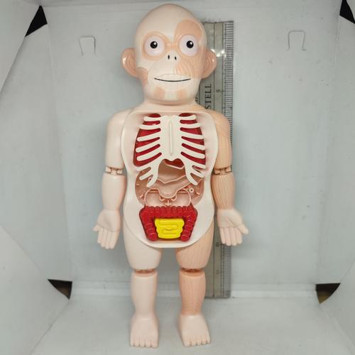 Jual Mainan Anak Figure 9' Edukasi Organ Tubuh Manusia Human Figurine ... Jual Mainan Anak Figure 9' Edukasi Organ Tubuh Manusia Human Figurine ...