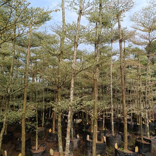 Jual pohon Ketapang kencana varigata/Ketapang daun putih tinggi 3 meter ...