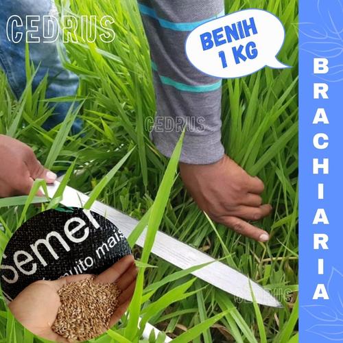 Jual Benih Rumput Signal Pakan Ternak (1kg) (1 kg) - Biji Rumput ...